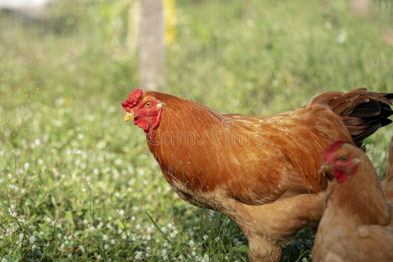 Two Chicken Brown , Chicken Breeder,Eating Grass on the Farm Stock ...