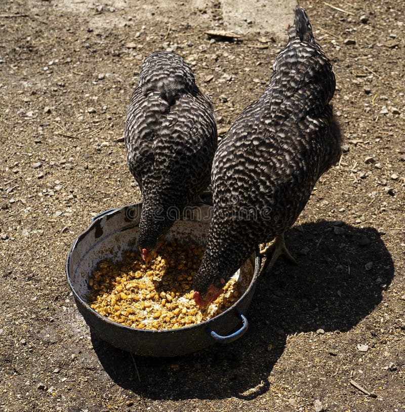 Two Chicken are Eating Corn from a Metal Bowl Stock Image - Image of ...