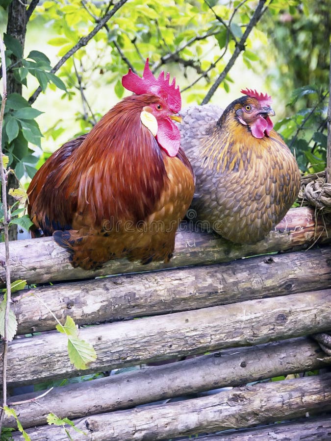 Two chicken stock image. Image of sitting, scene, livestock - 35193605