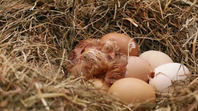 Two Chicken Hatching from the Eggs, the Third One Cracking the Egg ...