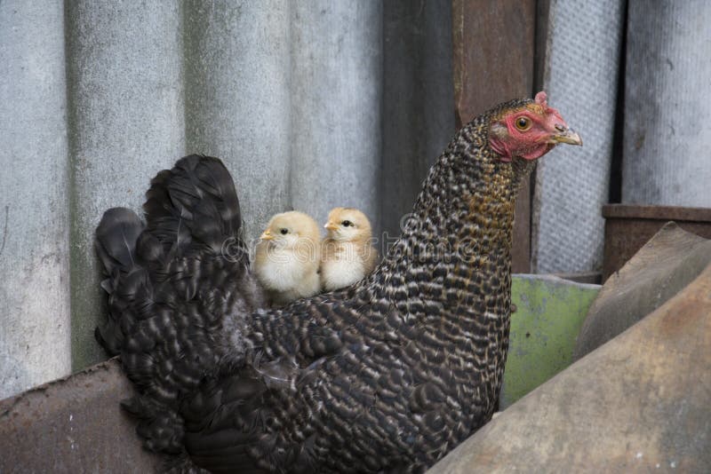 Two Chicken Hen Sitting on Her Back. Stock Image - Image of chicken ...