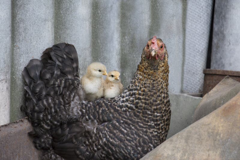 Two Chicken Hen Sitting on Her Back. Stock Image - Image of chicken ...