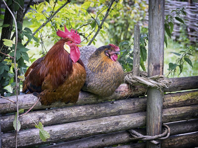 Two chicken stock image. Image of sunlight, sitting, rooster - 36010223