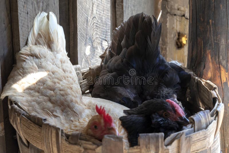 Nesting Hens stock image. Image of farm, organic, avian - 46014527