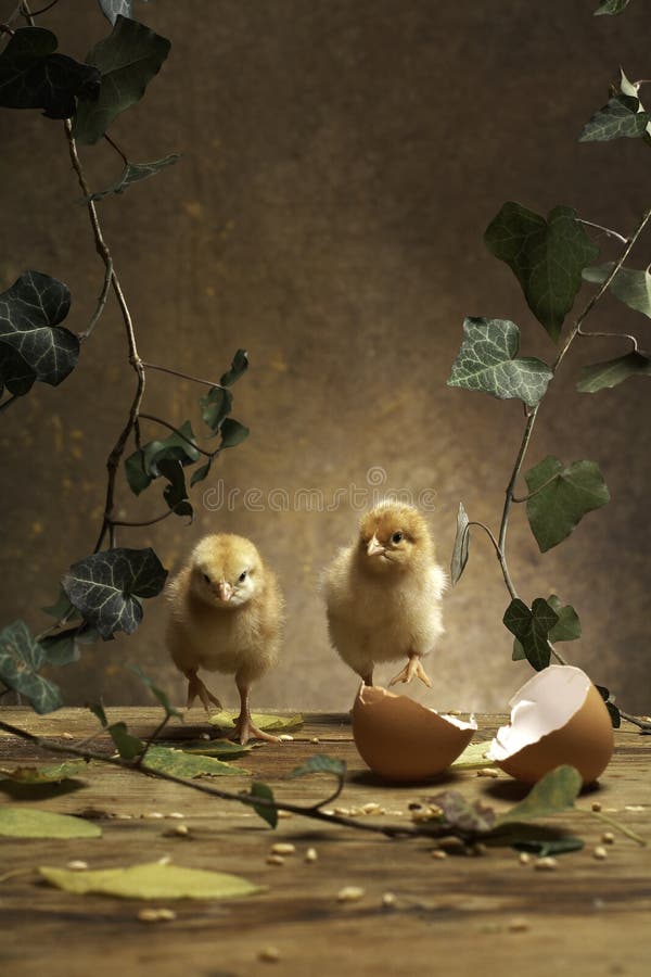 Two chicken on the table stock photo. Image of leaf, table - 19181386
