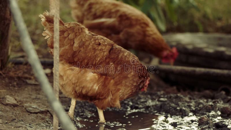 Two Chicken Walking in a Mud Next To a Dirty Puddle, Organic Poultry ...