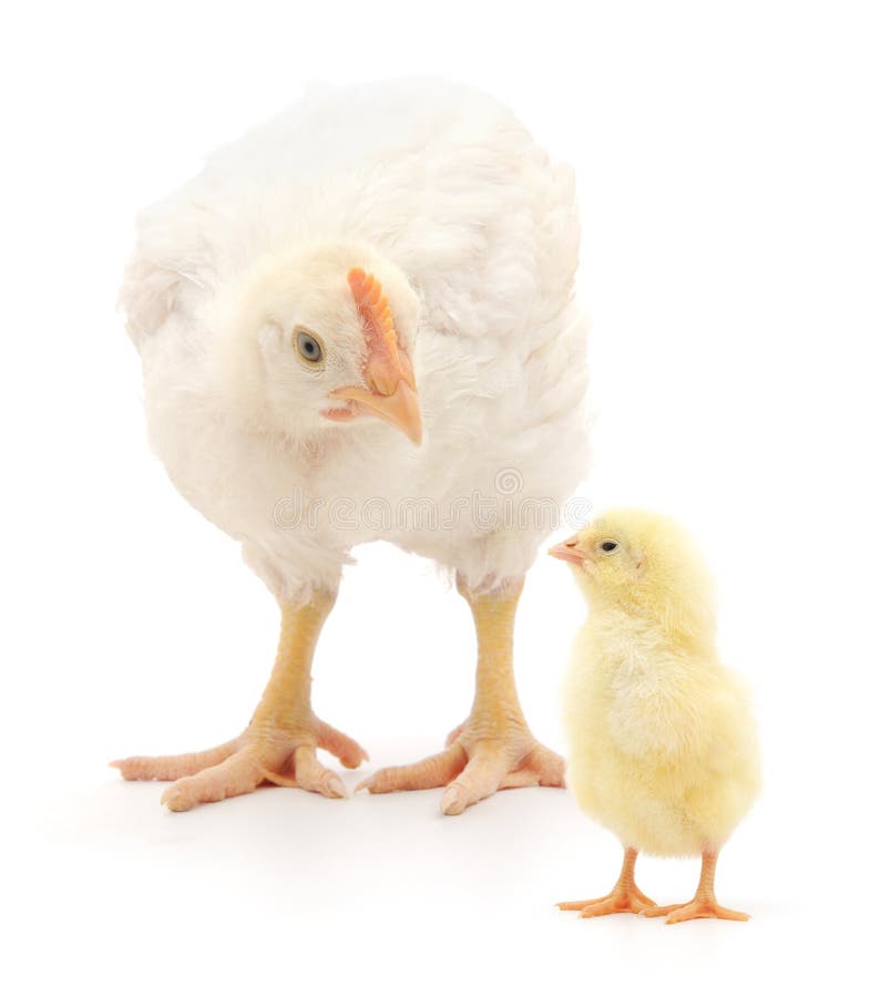 Baby chicken stock image. Image of fleecy, cute, poultry - 3675841