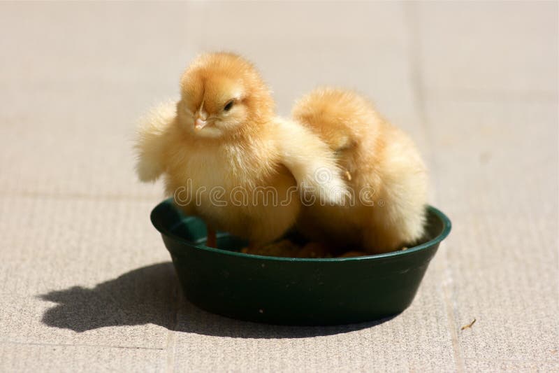 Two chickens stock photo. Image of small, adorable, yellow - 4994716