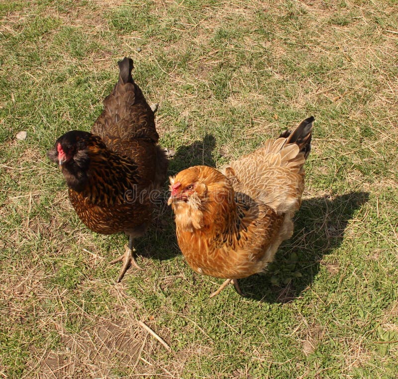 Buttnfully Stock Photos - Free & Royalty-Free Stock Photos from Dreamstime