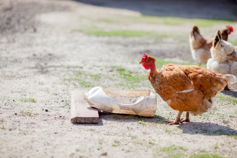Two Chickens Drink Water from the Bowl Stock Photo - Image of chickens ...