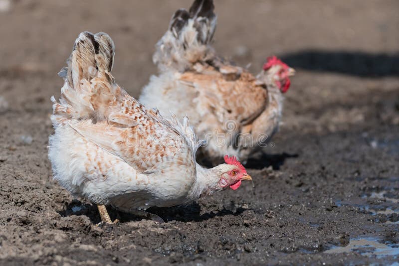 Two Chickens Drink Water from the Ground Stock Image - Image of ...
