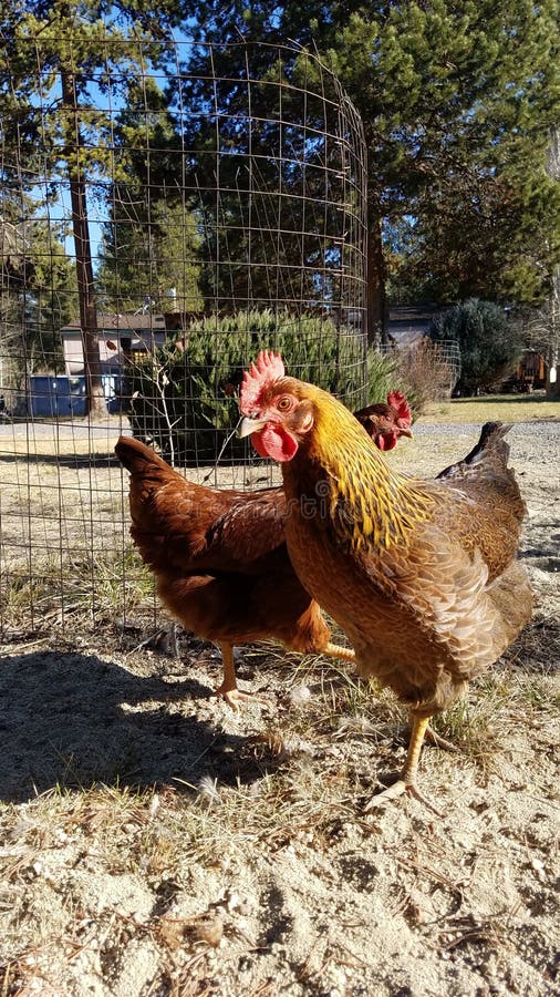 284 Chickens Sunshine Photos - Free & Royalty-Free Stock Photos from ...
