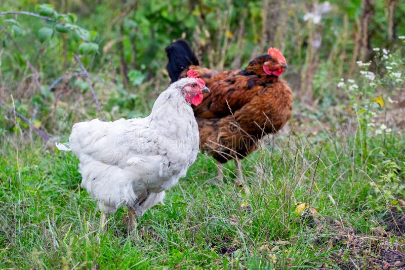 Two Chickens in the Garden among Thickets of Grass and Bushes Stock ...