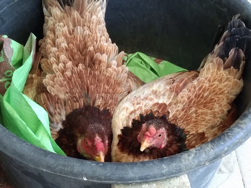 Two Chickens Hatchin an Egg in Bucket Stock Image - Image of hatchin ...