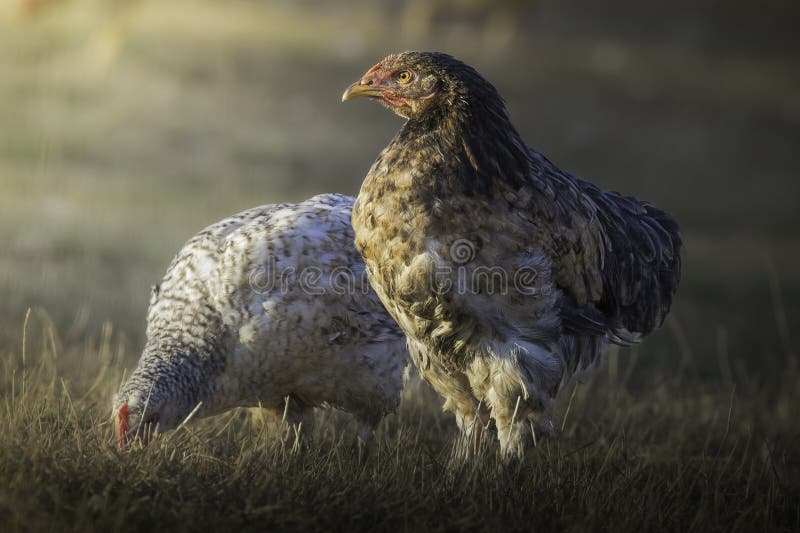 Two Chickens on Natural Lawn at a Bio Farm Stock Photo - Image of ...