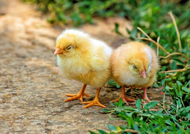 Two chickens stock photo. Image of grass, care, beak - 155808164
