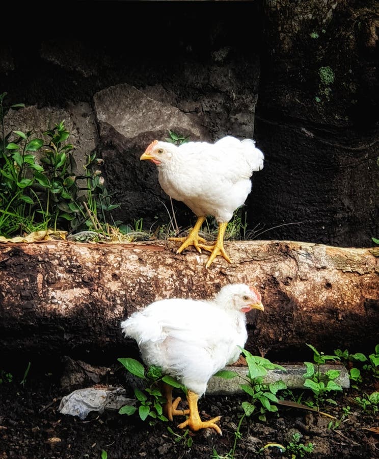 Two Chickens Playing stock image. Image of nature, playing - 249114897