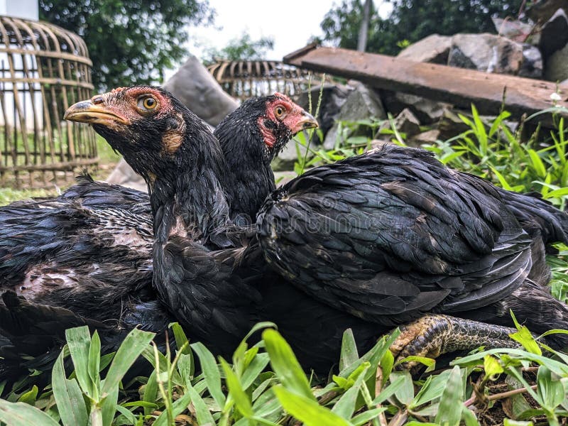 Two Chickens Resting Together in the Yard Stock Image - Image of yard ...