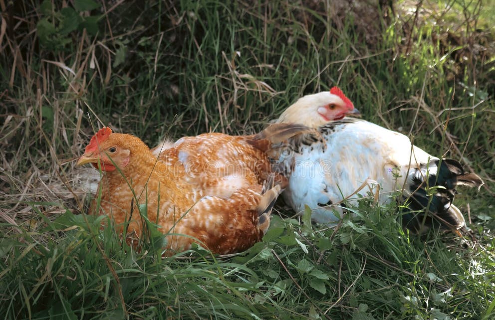 Two chickens stock photo. Image of poultry, wing, rooster - 257932066