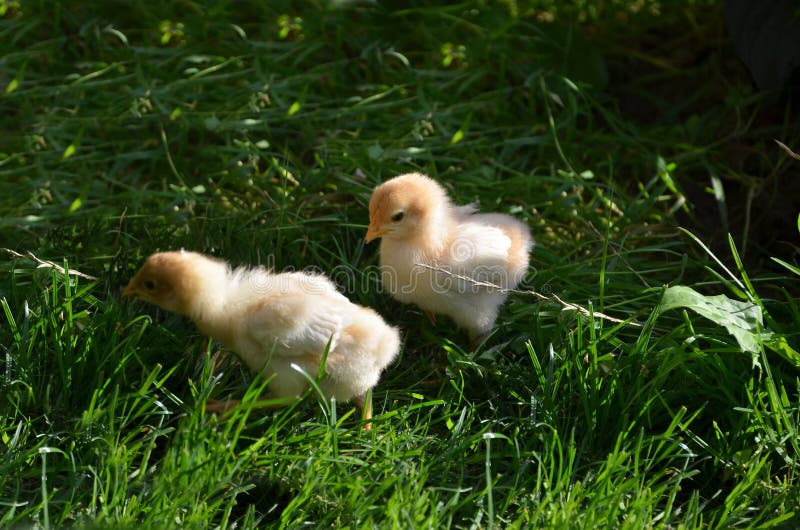 Two Chicklings in the Garden Stock Photo - Image of beautiful, animals ...