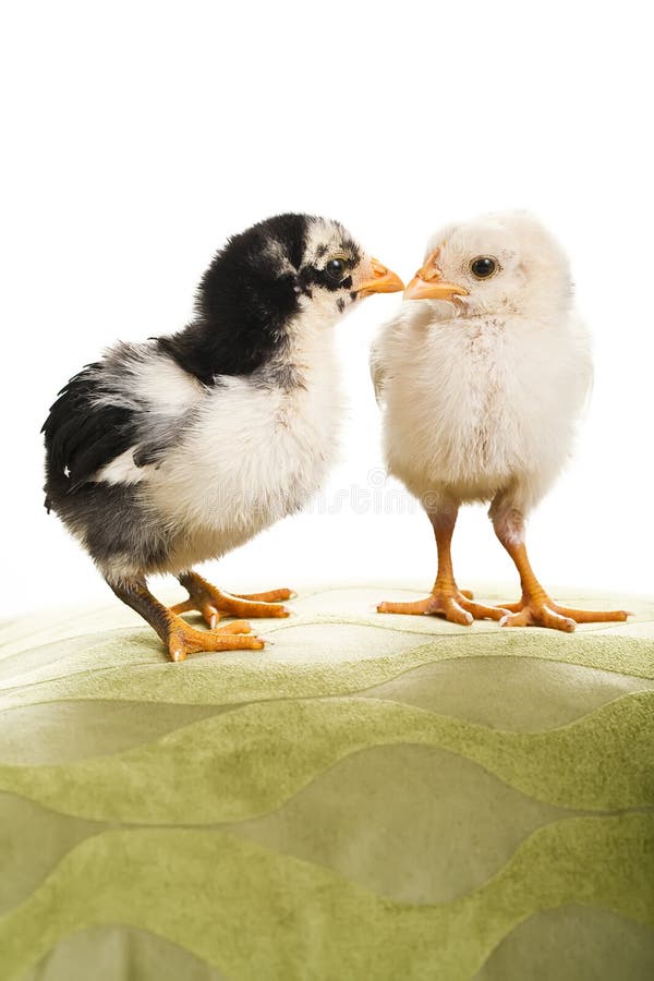 A pair of baby chicks stock photo. Image of peep, holiday - 654606