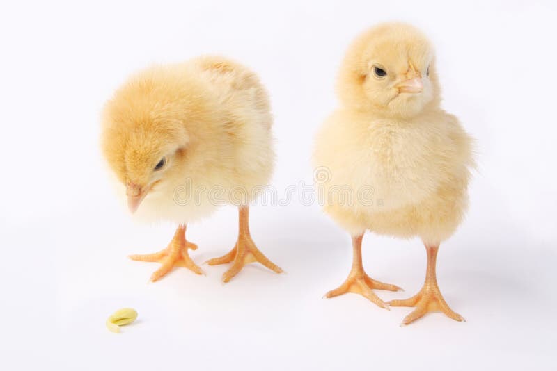 Two chicks stock photo. Image of baby, ready, animal - 14026544