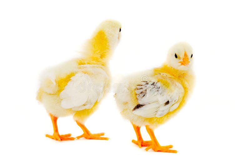 Two Baby Chicks Isolated on White Stock Image - Image of close ...
