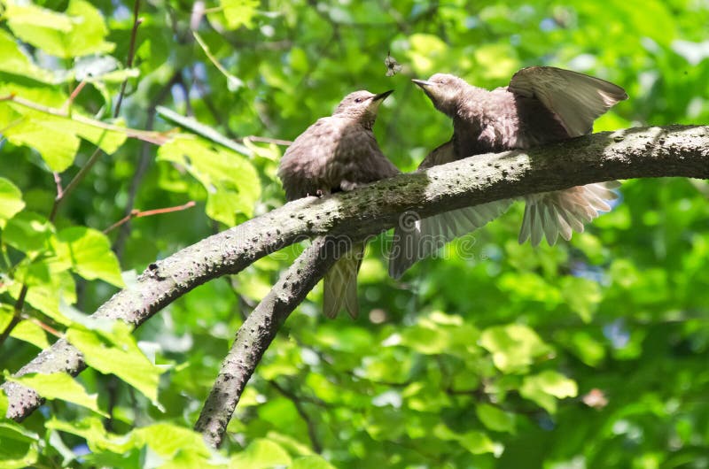 1,742 Tree Seed Flying Stock Photos - Free & Royalty-Free Stock Photos ...