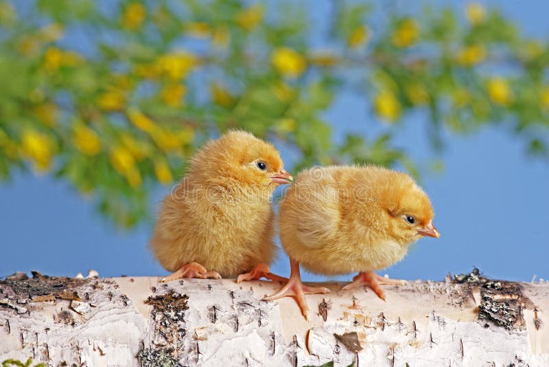 Two Chicks stock image. Image of chicken, birch, chicks - 61152093