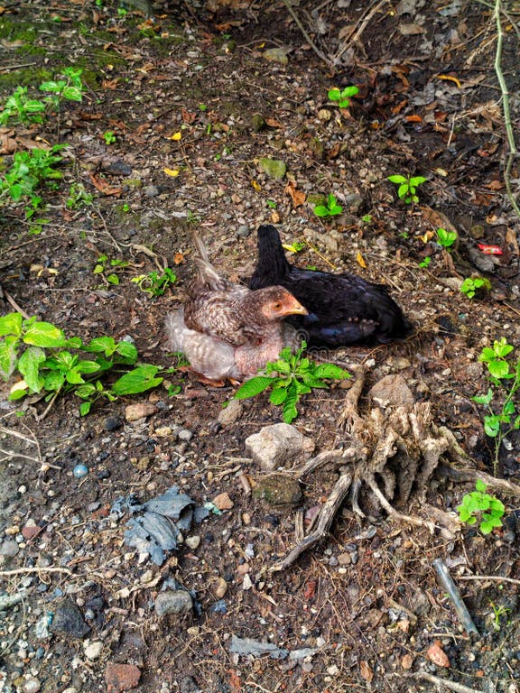 Two Chicks Resting for a while in a Farm Stock Photo - Image of rooster ...