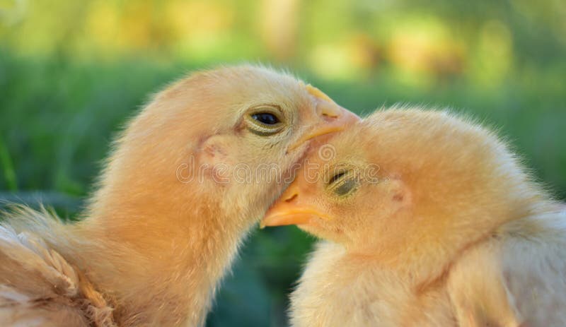 Two Baby Chicks Isolated On White Stock Image - Image of adorable, soft ...