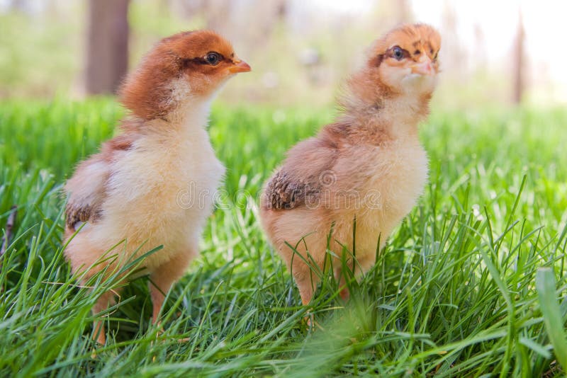 Two Chicks in the Sunshine and Grass Stock Photo - Image of cute ...