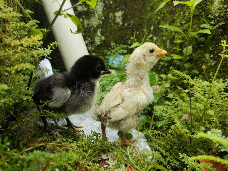 Two Chicks Walking in the Forest Stock Image - Image of waterbird, fowl ...