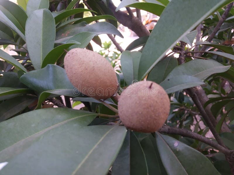 Chiku fruit stock image. Image of pluck, plant, brown - 3936575