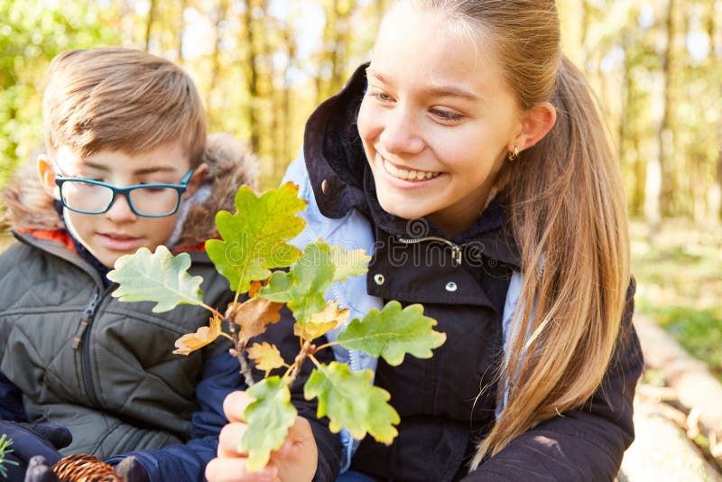 Two Children with an Oak Leaf Identifying a Tree Stock Photo - Image of ...