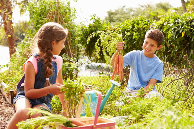 Two Children Working on Allotment Together Stock Image - Image of ...