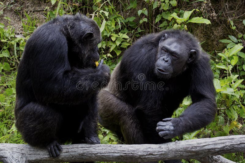 Chimpanzee talking stock image. Image of single, monkeys - 616633