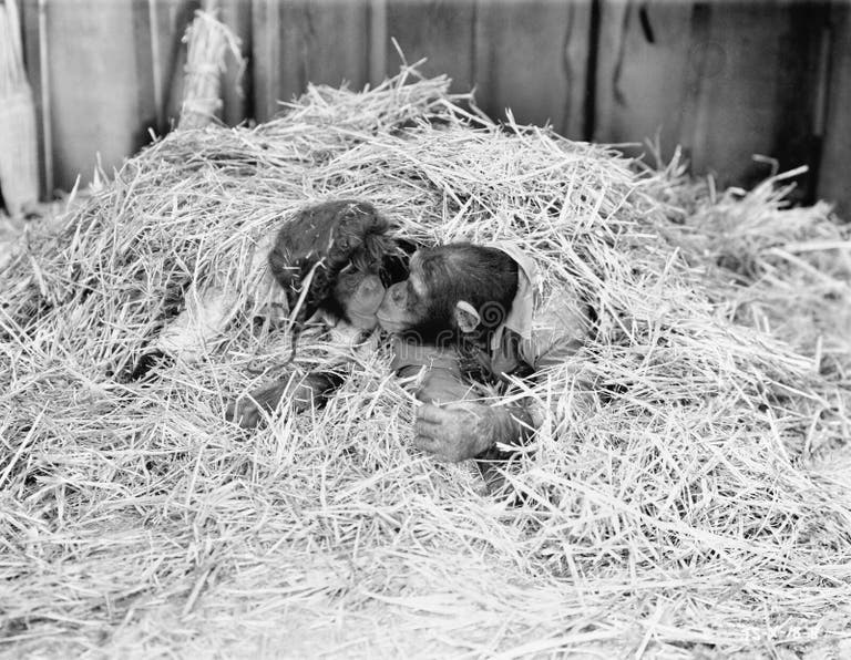 Two Chimpanzee Kissing in the Hay Stock Photo - Image of interior ...