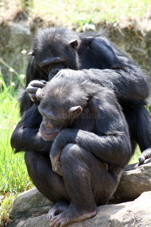 Two chimpanzee playing stock photo. Image of play, playing - 1848678