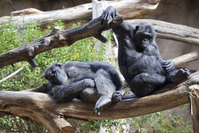 Two Chimpanzees Grooming Each Other Stock Photo - Image of grooming ... Two Chimpanzees Grooming Each Other Stock Photo - Image of grooming ...