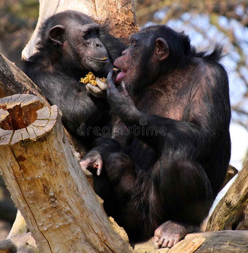 Chimpanzee baby stock photo. Image of chimpanzee, mother - 5768194