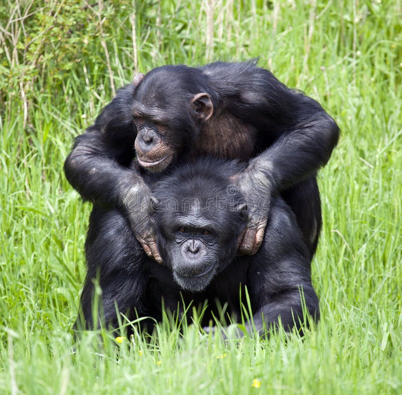 Two Chimpanzees playing stock image. Image of mammal - 31361235