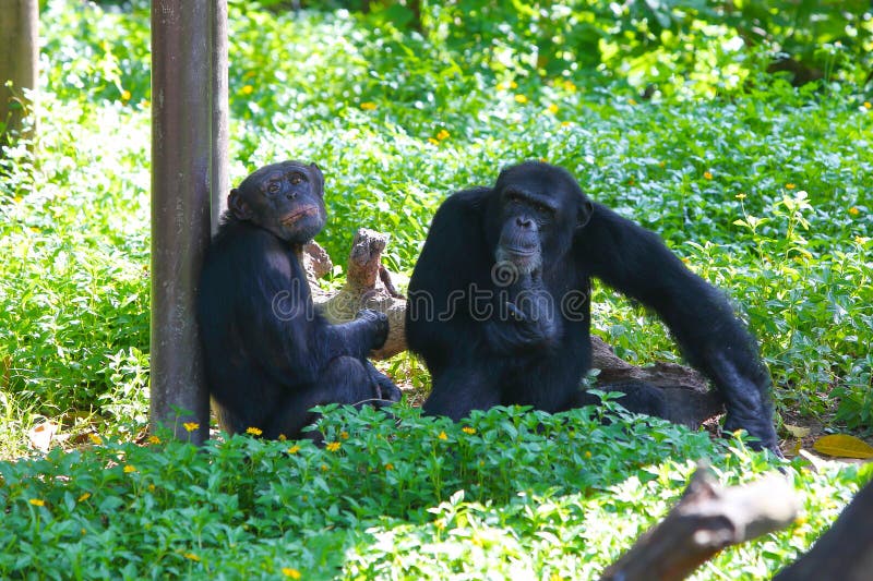 Two Chimpanzees are Sitting on the Ground in the Zoo Stock Photo ...
