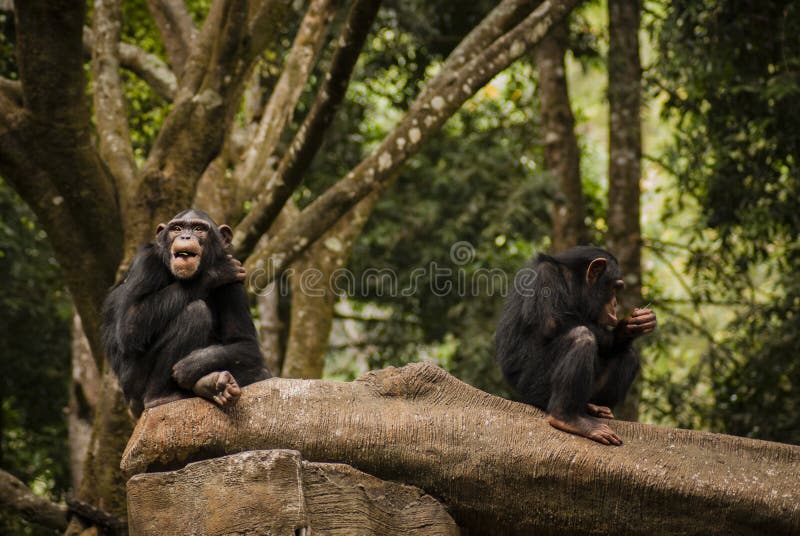 Two Chimpanzees Sitting on a Large Tree Branch Stock Image - Image of ...