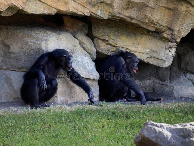 Two Chimpanzees Sitting on a Rock Background Stock Image - Image of ...