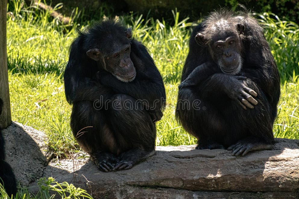 Two Chimpanzees Sitting Together in the Sunlight Stock Image - Image of ...