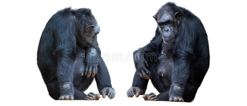 Two Chimpanzees Sitting Together Stock Photo - Image of nature, mammal ...