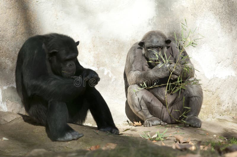 Two Chimpanzees at Zoo stock photo. Image of mammal, animal - 18031896