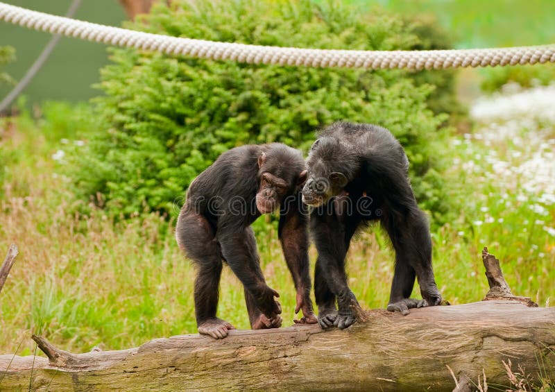 Two Chimps stock image. Image of chimpanzee, animal, arms - 10135865