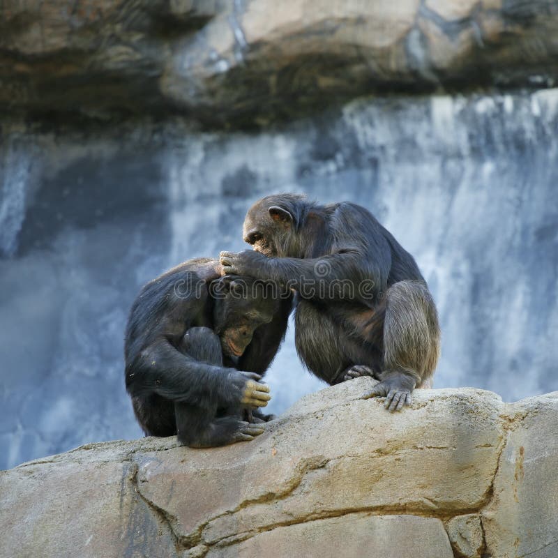 Chimpanzees hugging stock photo. Image of chimpanzees, together - 600650